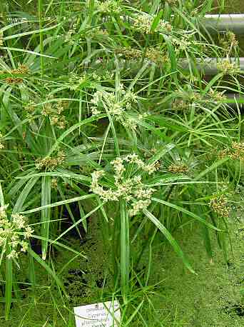 Papyrus or Cutty Grass, a plant (not only) in kite-building; Papyrus ...