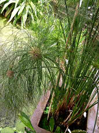 Papyrus or Cutty Grass, a plant (not only) in kite-building; Papyrus ...
