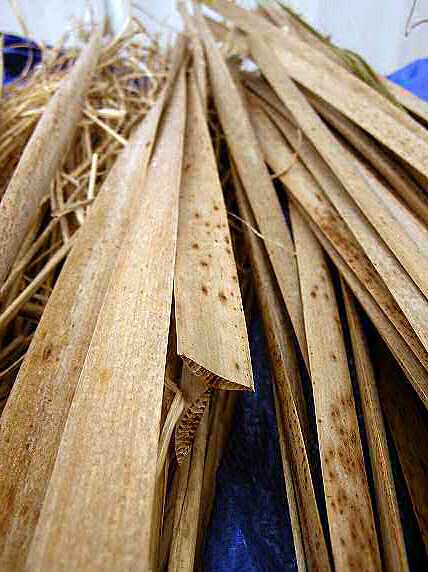 Reedmace, a plant (not only) in kite-building; Rohekolbe, eine Pflanze ...